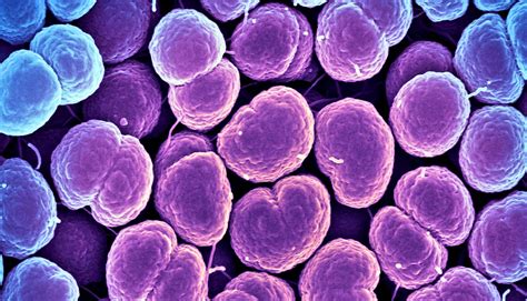 How Gonorrhea Could Mutate Into A Superbug Futurity