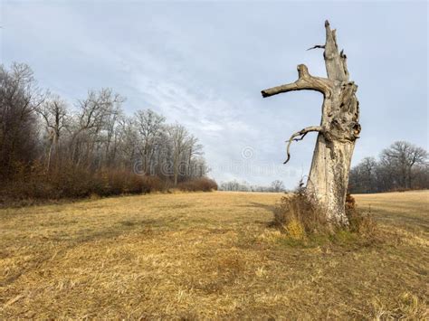 Solitary Sentinel Tree Stock Image Image Of Complementary 359804215