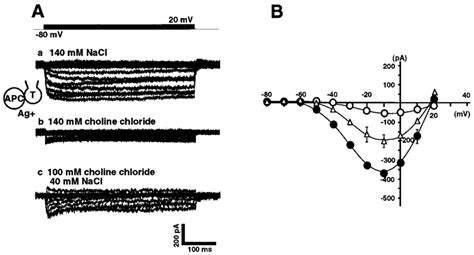 Effects Of Choline On The Na Currents A Representative Recordings Of Download Scientific