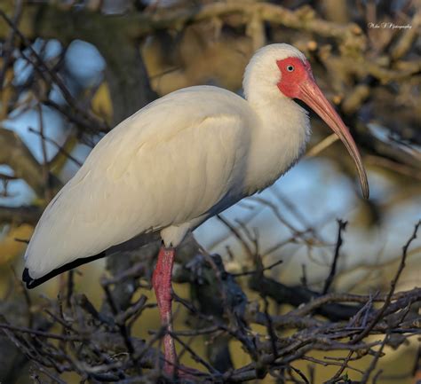 White Ibis In Breeding Plumage Thanks For The Visits Fave… Flickr