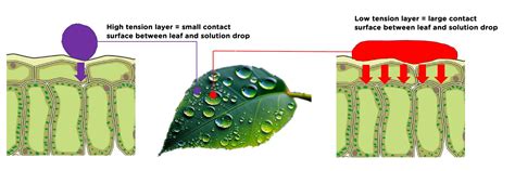 Use Of Foliar Spray Method For Nutrition Of Date Palm Production Sanbio