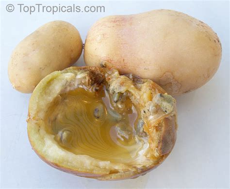 Passiflora Maliformis Sweet Calabash Top Tropicals Plant Encyclopedia