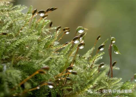 笑喷！孟浩然第一次 面圣”，竟然是从床底下爬出来的 知乎