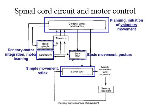 Spinal Cord Circuit And Motor Control Overview Of