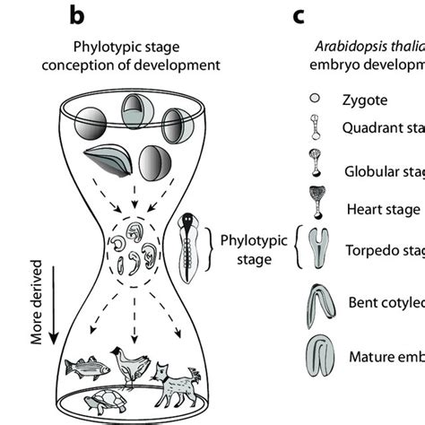 Schematics Of The Biological Theory Of Recapitulation As Advocated By