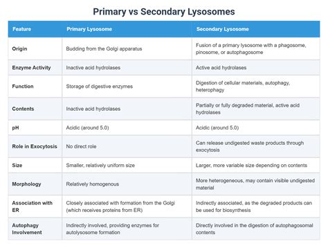 Primary Vs Secondary Lysosomes