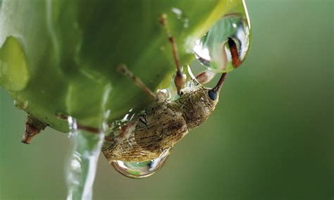 Die Eiche Mein Zuhause Cinema Arthouse