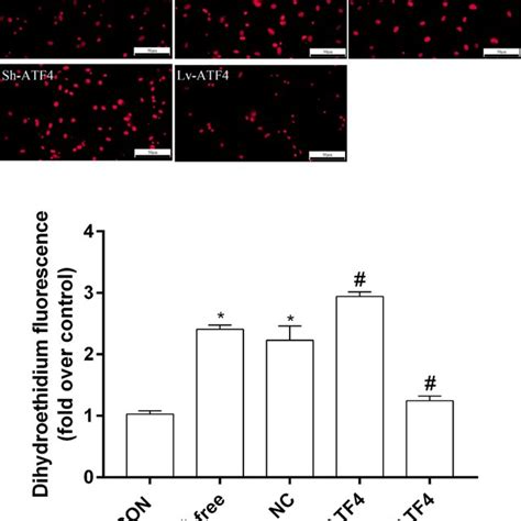 Effect Of Atf4 On Ros Production In The Epileptiform Discharges