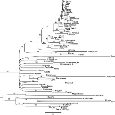 Meig1 Phylogenetic Tree A Dendrogram Calculated From The Nucleotide