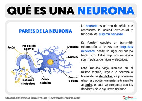 Neuronas Qué Son Funciones Partes Y Tipos De Neuronas Slbgr