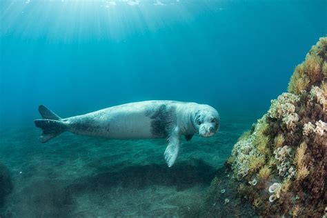 Mediterranean Monk Seal Habitat Feature Destination How You Can Help