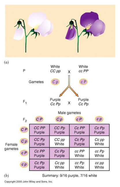 Houghton Biology Site