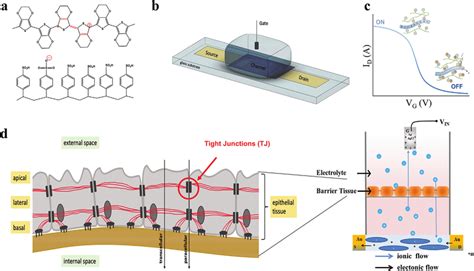 The Oect And Its Application As An Impedance Sensor A Molecular