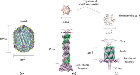 Cryo Electron Microscopy Resolved Structure Of Bacteriophage T4 Showing