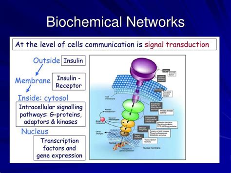 Ppt Computational Systems Biology Powerpoint Presentation Free Download Id219650