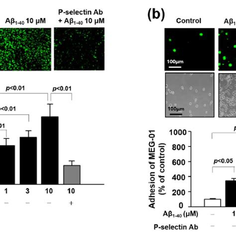 Role Of P Selectin In The Adhesion Of Platelets Or Meg 01 Cells A Download Scientific