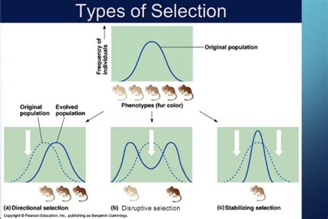 Bio Test Evolution Flashcards Quizlet