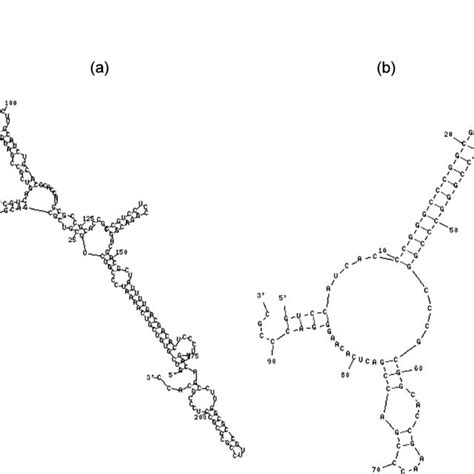 Rna Secondary Structure Prediction With The Mfold Program Mathews Et Download Scientific