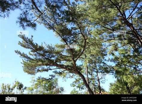 Spreading Tree Canopy Hi Res Stock Photography And Images Alamy