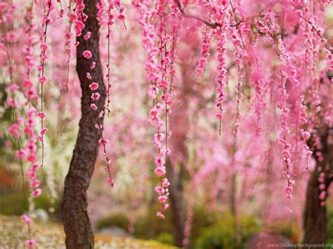 Flower Trees Wallpapers Top Free Flower Trees Backgrounds