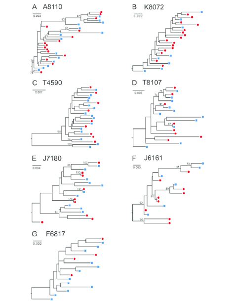 Hiv 1 Env Sequences Derived From Dbs Are Genetically Heterogeneous And