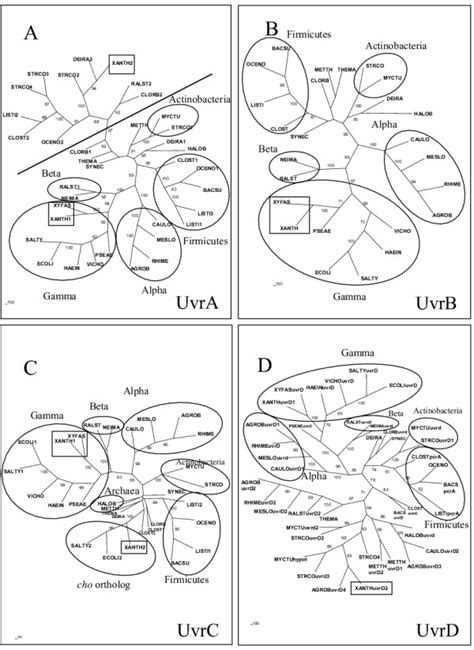 Consensus Unrooted Trees Generated By The Neighbor Joining Distance