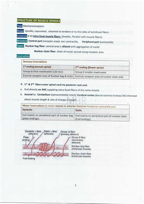 Solution Physio Motor Explanation With Pictures Faculty Of Medicine Presentation Simplified
