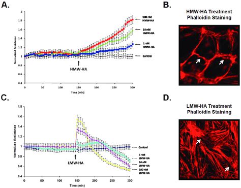 Hyaluronan Regulation Of Endothelial Barrier Function And The Actin