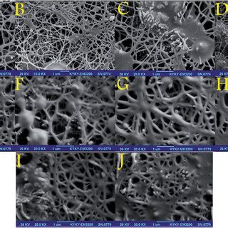 SEM micrographs showing the morphology of the PCL-PEG nanofibres: (A ...