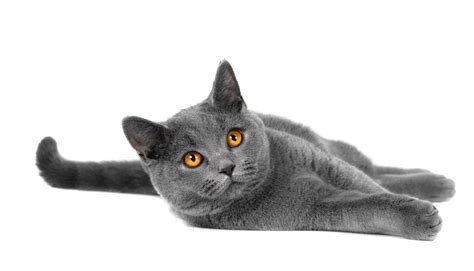 Gray Cat Wallpapers Wallpaper Cave