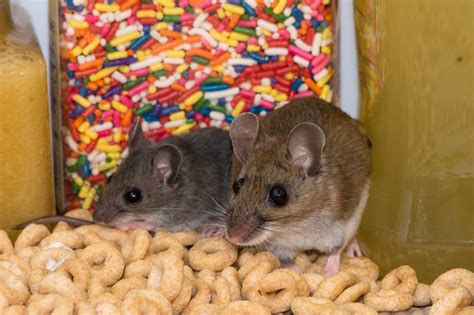Safely Handling Mouse Droppings Pest Control Calgary
