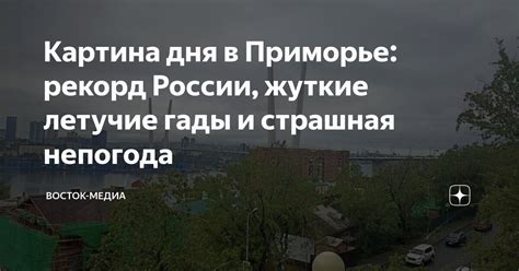 Картина дня в Приморье рекорд России жуткие летучие гады и страшная непогода Восток Медиа Дзен