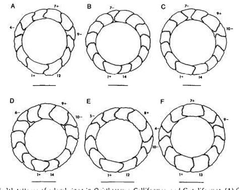 Figure 1 From The Scleral Ossicles Of Opisthocomus And Their