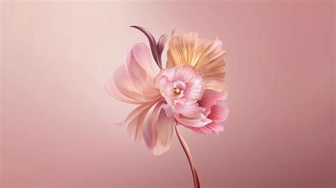 Hd 4k Flower Wallpapers Wallpaper Cave