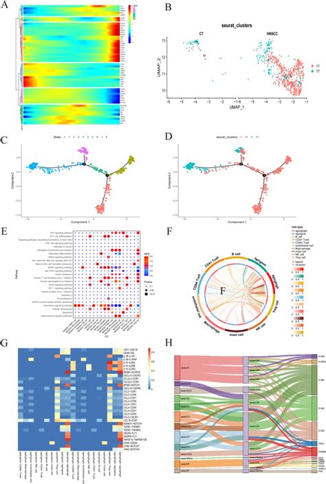 Aging And Head And Neck Cancer Insights From Single Cell And Spatial