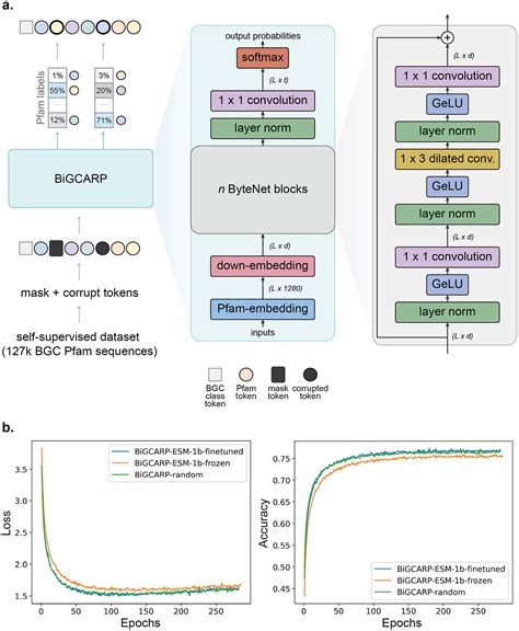 Deep Self Supervised Learning For Biosynthetic Gene Cluster Detection And Product Classification