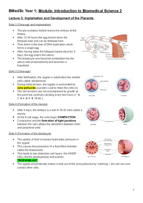 Implantation And Development Of The Placenta Lecture Notes Lecture 3 Bmedsc Year Module