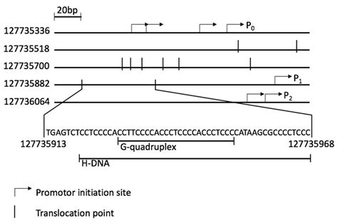 Promoter Region Of The Myc Gene 127735336 To 127736236 Homo Sapiens