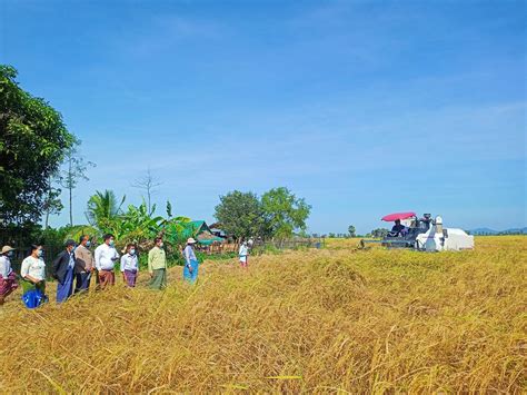 မုဒုံမြို့နယ် ကွမ်တာကျေးရွာ၌ ၂၀၂၁ ၂၀၂၂ မိုးစပါးစံကွက် ဧက ၁၀၀ ရိတ်သိမ်း Information And Public