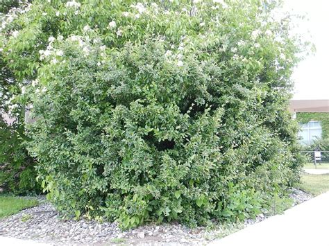 Cotoneaster Acutifolius Var Lucidus Shrub Hedge Cotoneaster Shiny