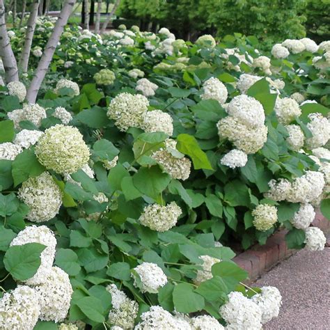 Hydrangea Arborescens Annabelle ~ Mophead Hydrangea Annabelle Hydra Hahira Nursery