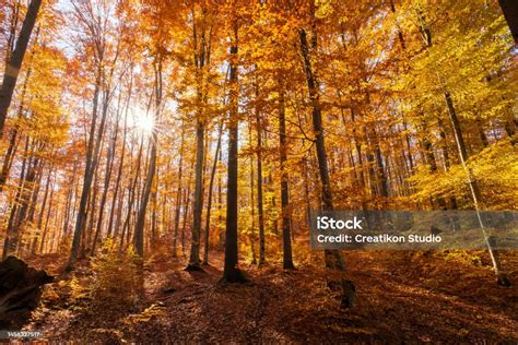 노란 잎 사이에 태양 광선이 있는 가을 너도밤나무 숲 멋진 나무와 황금빛 밝고 신비로운 신비로운 풍경 숲을 통한 여행 자연의 아름다움 디자인을 위한 자연스러운 배경 0명에