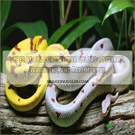 Boa Constrictor Vs Python 10 Key Differences You Need To Know 2024