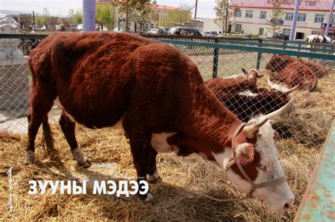 ФОТО Сэлэнгэ аймгийн мал аж ахуй эрхлэгчдийн сонин хачнаас