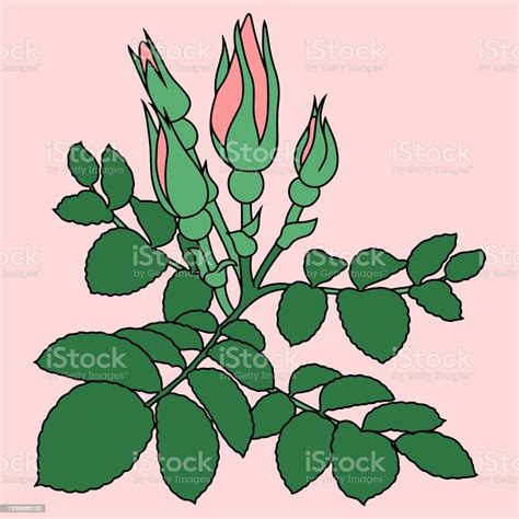 로즈 브랜치 싹과 그린 잎이 있는 핑크 로즈힙 한 줄 벡터 일러스트 디자인 요소로 그리기 0명에 대한 스톡 벡터 아트 및 기타 이미지 Istock