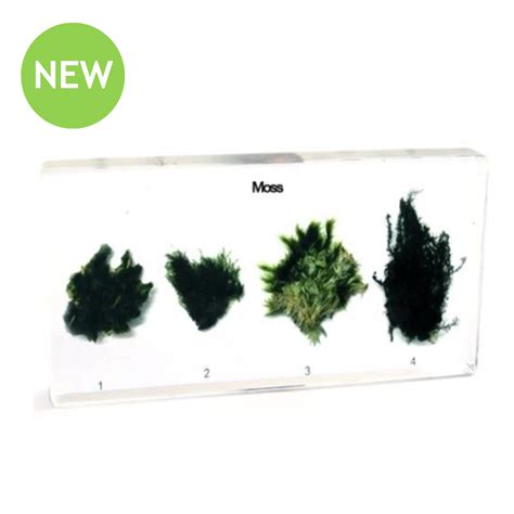 Real Moss Observation Study Eduscience UK Ltd