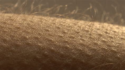 Skin Texture Stock Video Footage K And HD Video Clips Shutterstock