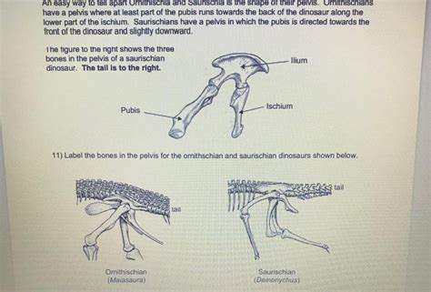 An Easy Way To Tell Apart Ornithischla And Saurischia
