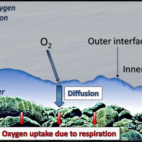Oxygen Isotope Fractionation Factor α During Respiration In Relation Download Scientific