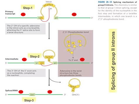 Post Transcriptional Modifications Pptx